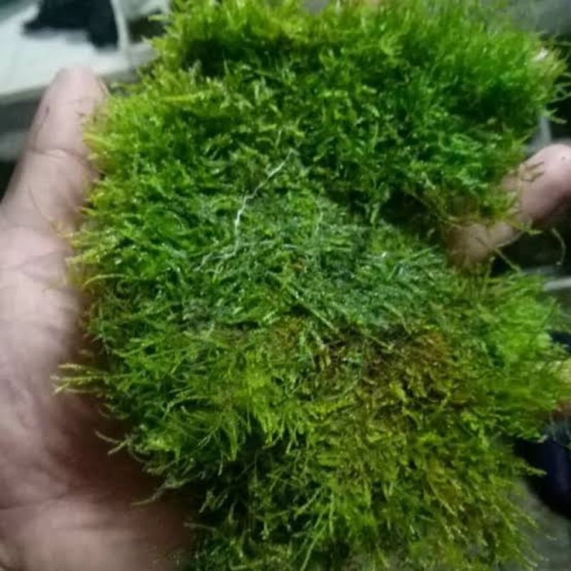 Jual Tambahan Moss untuk dipasang di bonsai (tersedia moss asli dan ...
