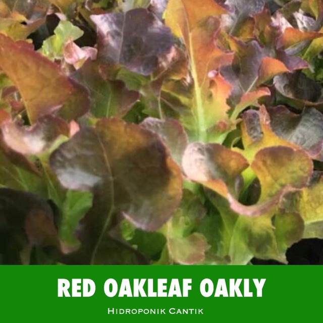 Jual Benih selada Belanda Red Oakleaf | Shopee Indonesia