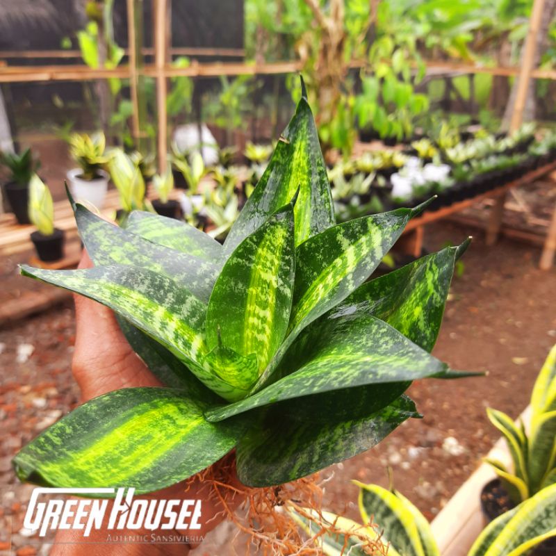 Jual Sansivera saibert termurah!! | Shopee Indonesia