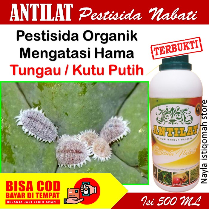 Jual Pestisida Antilat Obat Pembasmi Hama Ulat Tungau, Belalang, Kutu Daun, Kutu Putih, Thrips ...