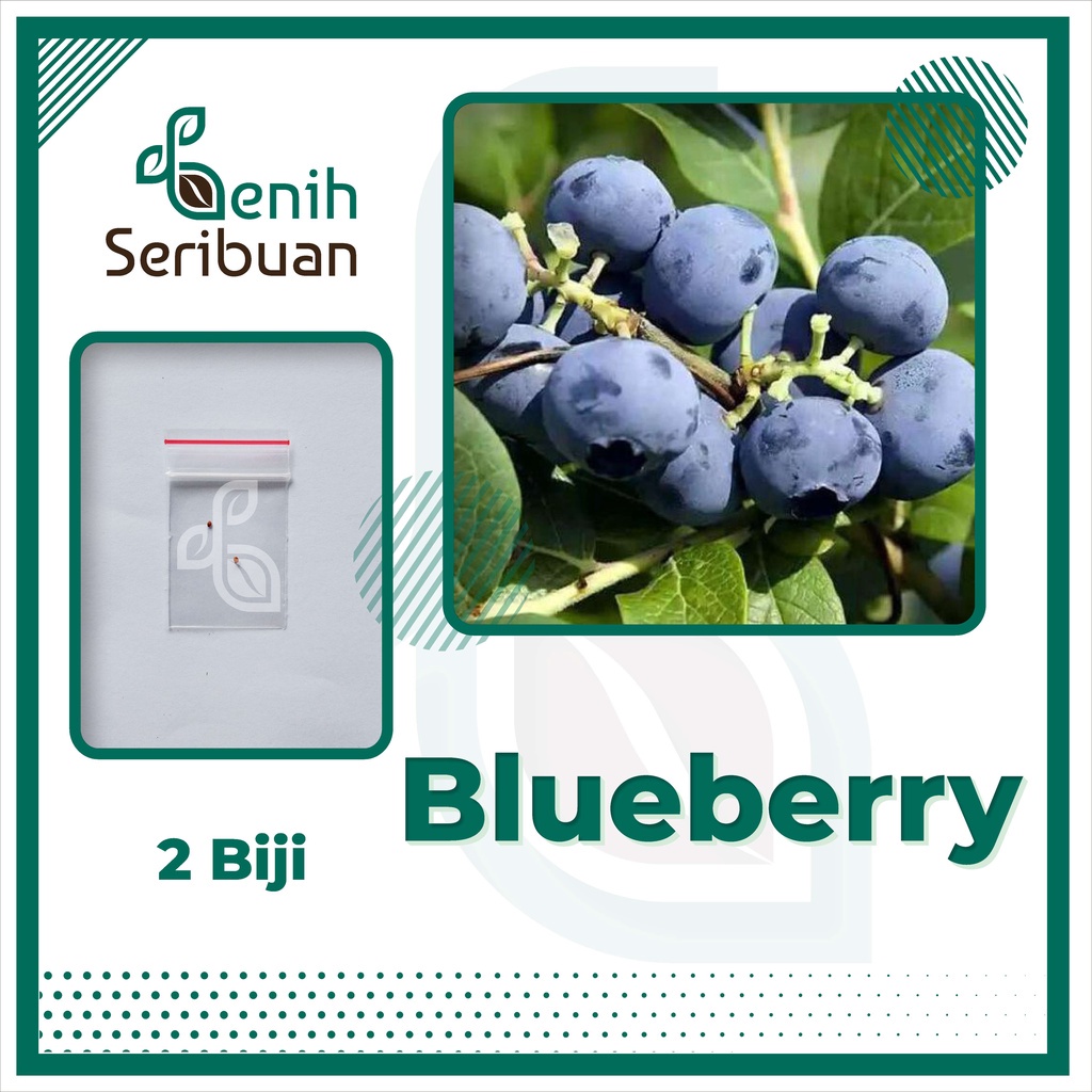 Jual 2 Bibit Blueberry Import Benih Buah Blueberry Berkualitas Super ...