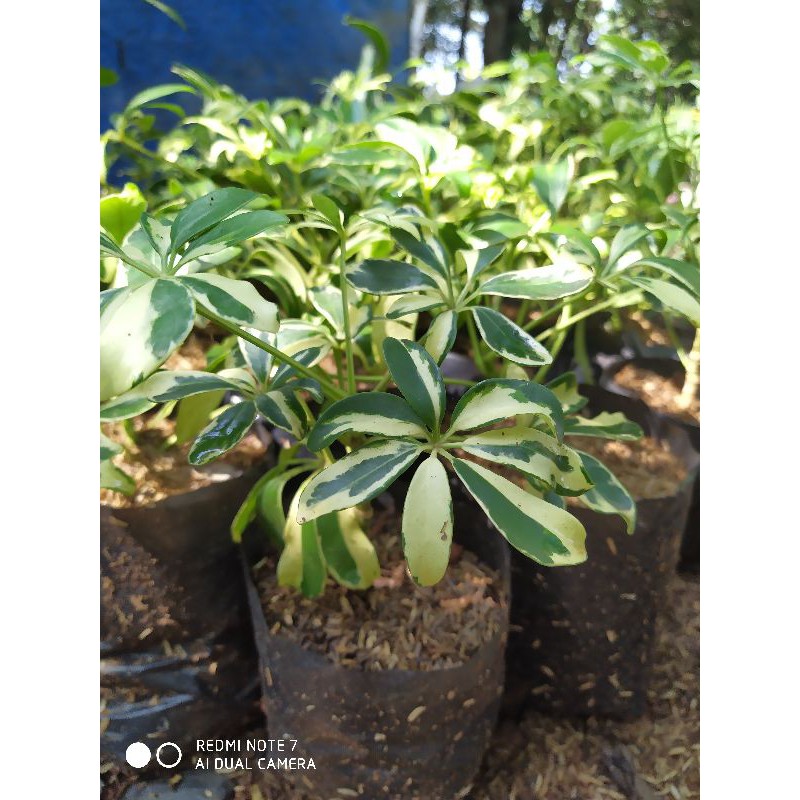 Jual Tanaman hias Walisongo Varigata golden/Pohon walisongo variegata ...
