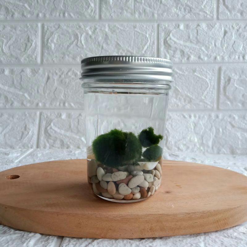 Jual Marimo Moss Ball in Jar Tinggi 240 ml 1