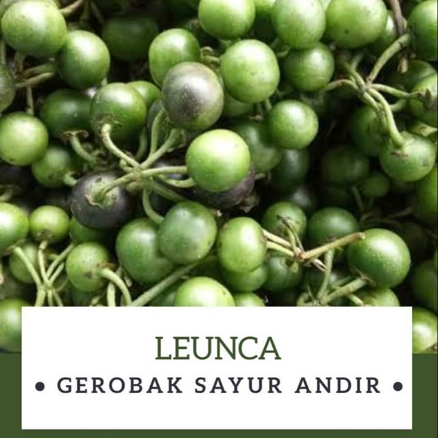 Jual Leunca /500g | Shopee Indonesia