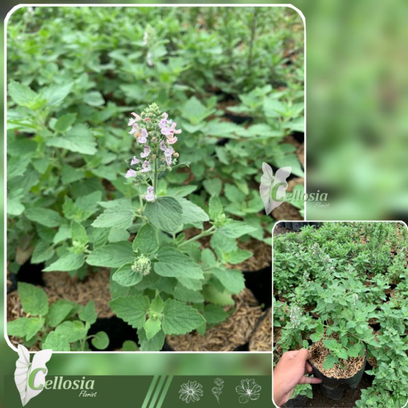 Jual Tanaman Herbal Catnip / Catmint (Nepeta cataria) | Shopee Indonesia