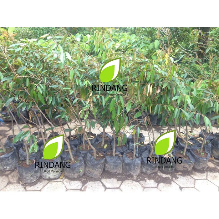 Jual Bibit Tanaman Buah Durian Merah I Pohon Durian Merah (RED DURIAN ...