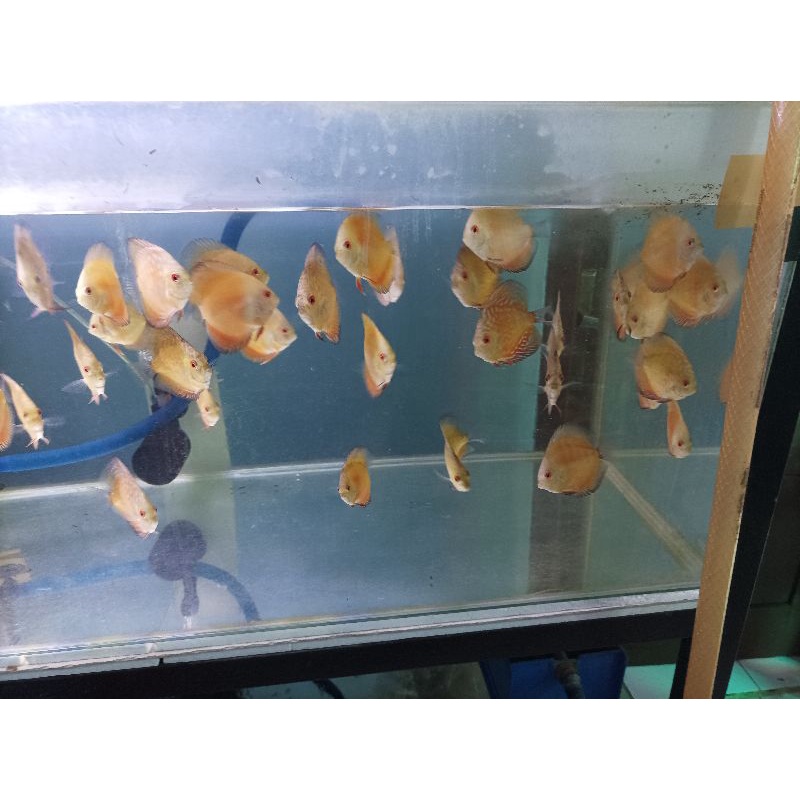 Jual ikan discus pigeon x sun merah 2 inch | Shopee Indonesia