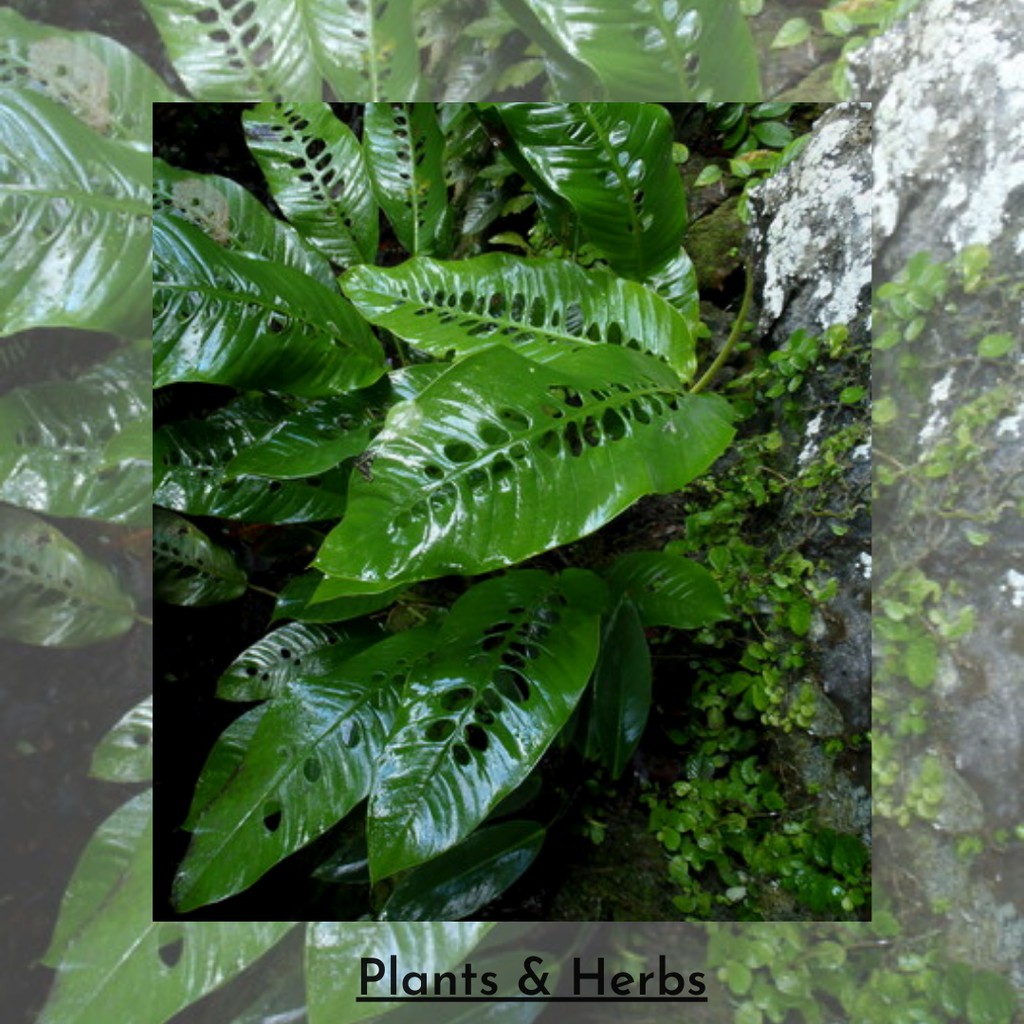 Jual Rhaphidophora Foraminifera - Monstera Bulat Bolong | Shopee Indonesia