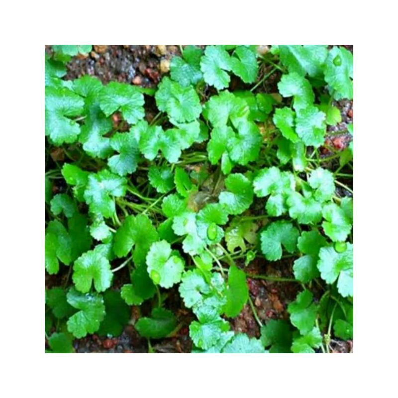 Jual tanaman Semanggi/bibit semanggi/daun semanggi berat 500 gram ...