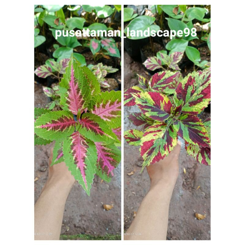 Jual paket hemat 2 tanaman miana hias ( batik, tricolor ( | Shopee ...