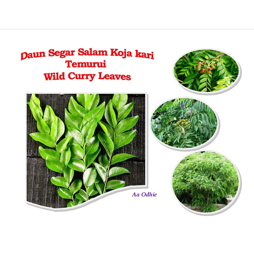 Jual Daun Segar Salam Koja Kari Set 50 Pcs Curry Leaves | Shopee Indonesia