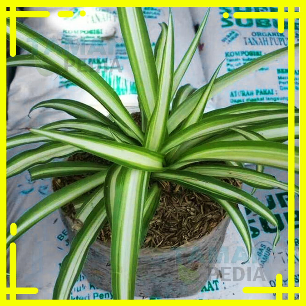 Jual Tanaman Lili Paris Hawai/ Spider Plant/ Tanaman Hias Lily Paris ...
