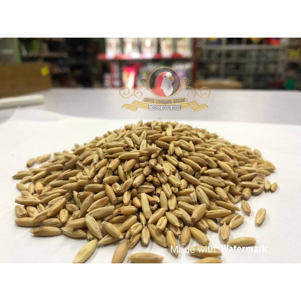 Jual Biji Haver Oat Pakan Burung Lovebird Kenari 500gr | Shopee Indonesia