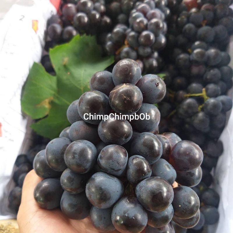 Jual ANGGUR HITAM LOKAL BUAH SEGAR / BLACK GRAPE FRESH FRUITS 500 GRAM ...