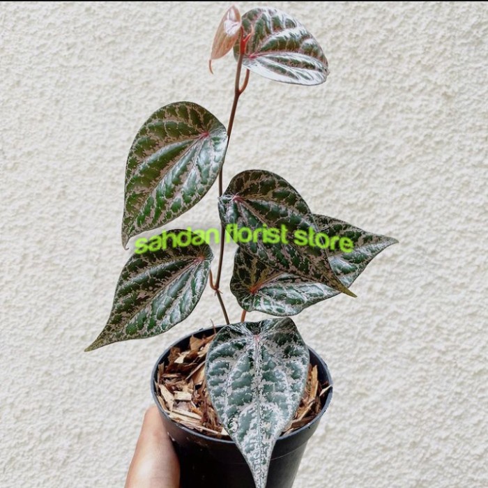 Jual bibit pohon sirih merah / tanaman daun sirih merah / tanaman ...