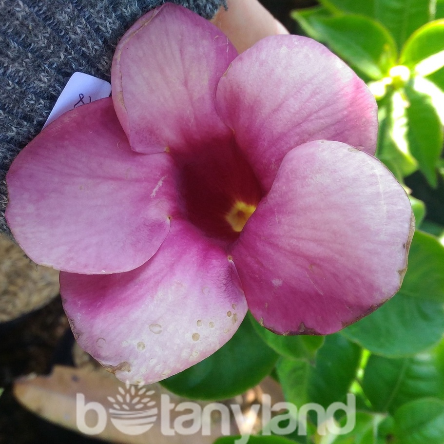 Jual Tanaman Bunga Alamanda - bunga alamanda - tanaman hias alamanda ...