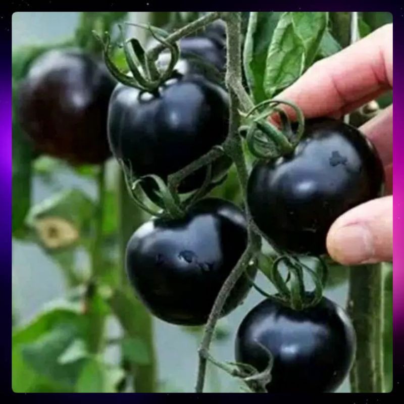 Jual Benih TOMAT HITAM / Black Tomato / Indigo | Shopee Indonesia