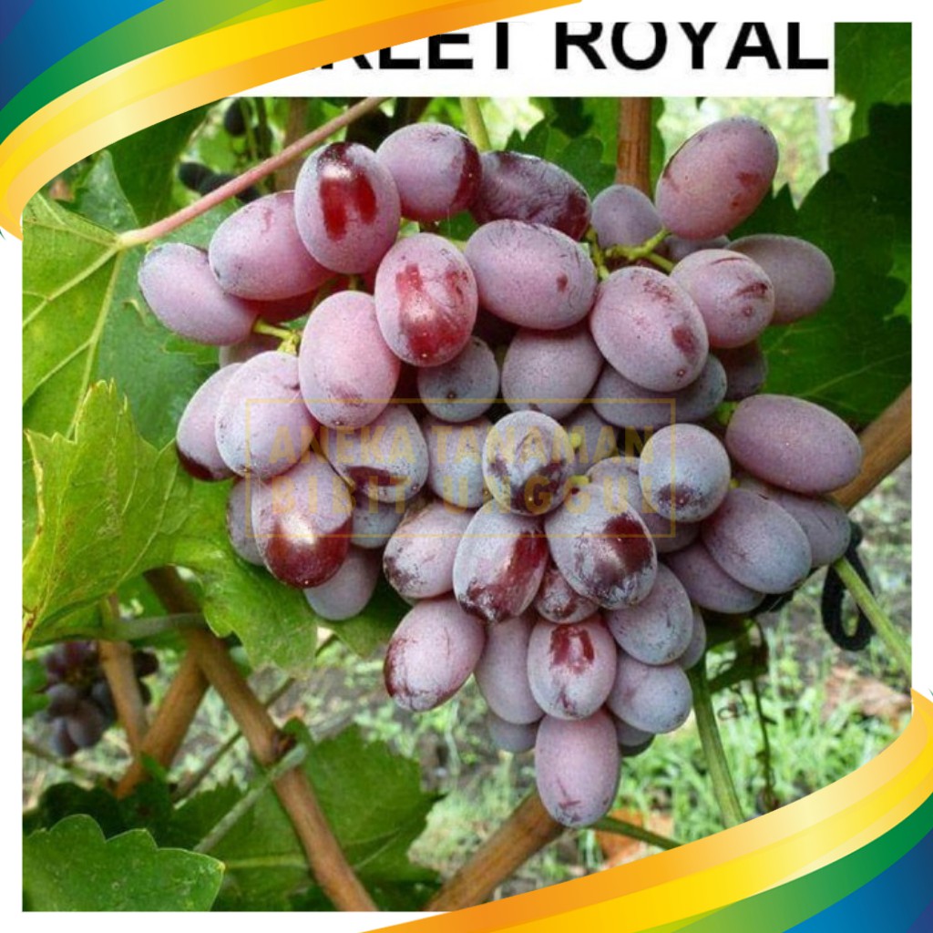 Jual Bibit Anggur Import Scarlet Royal Seedless | Shopee Indonesia