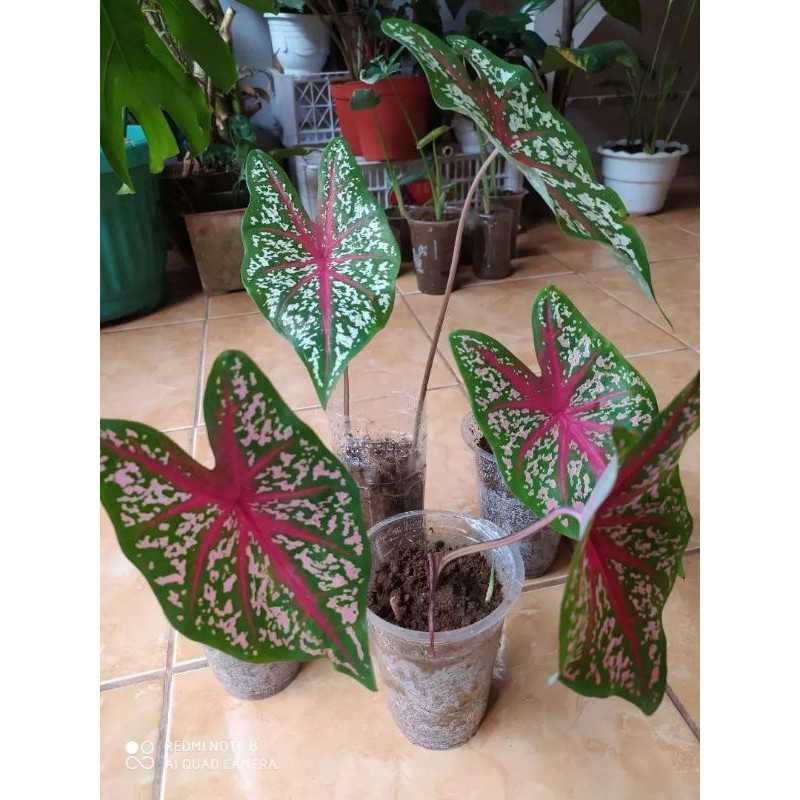 Jual bunga keladi red star | Shopee Indonesia