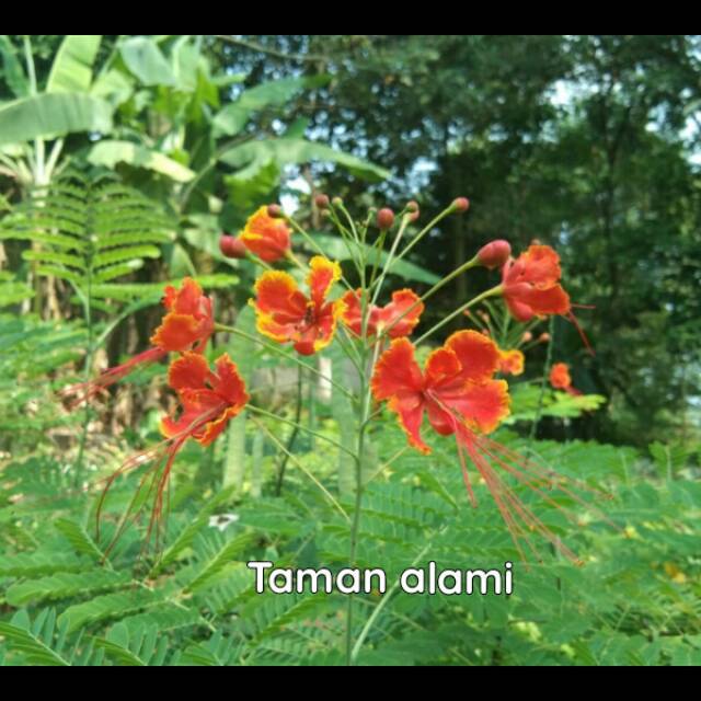 Jual Tanaman bunga merak merakan - pohon bunga merak merakan | Shopee ...