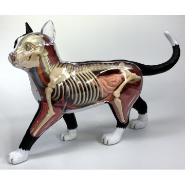 Jual Anatomi Hewan Kucing -Cat- | Shopee Indonesia