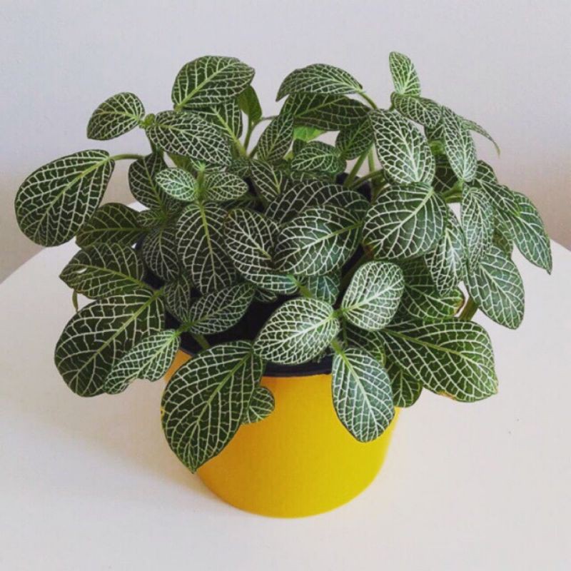 Jual Tanaman hias Fitonia mutiara hijau | Shopee Indonesia