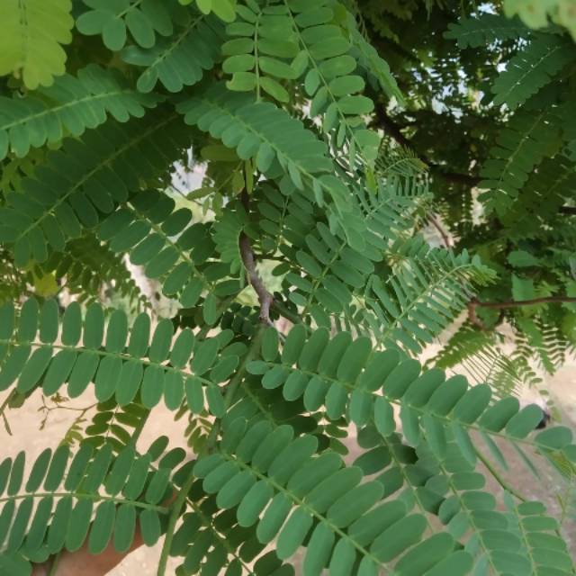 Jual Daun Asam jawa segar 500gr | Shopee Indonesia