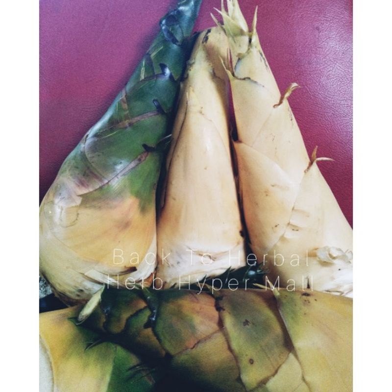 Jual REBUNG BAMBU KUNING AMPEL ORIGINAL 1KG/ REBUNG HERBAL KAYA MANFAAT ...
