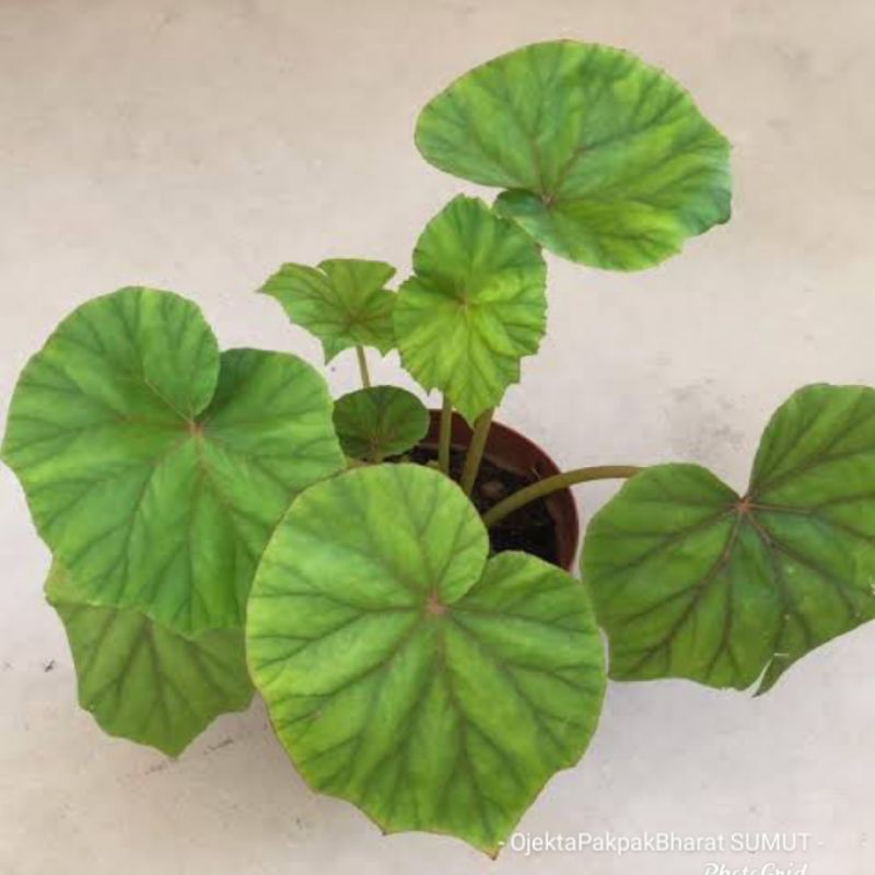 Jual Begonia Sericoneura Tanaman Unik Populer Indoor Outdoor | Shopee ...