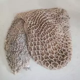 Jual Babat Sapi Terlengkap & Harga Terbaru Oktober 2025 | Shopee Indonesia