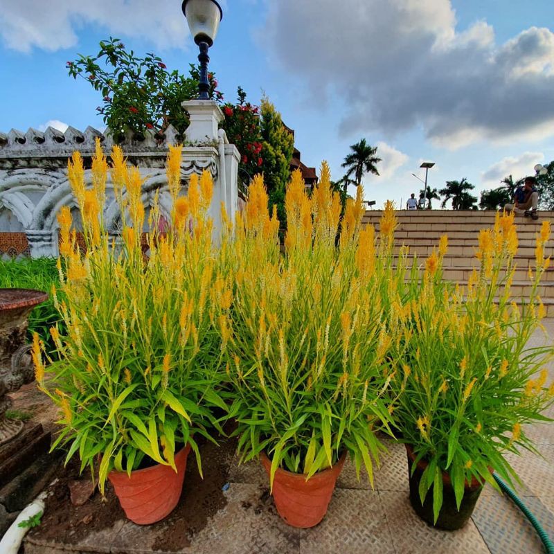 Jual TANAMAN HIAS JENGGER AYAM BUNGA KUNING / CELOSIA ARGENTEA VAR ...