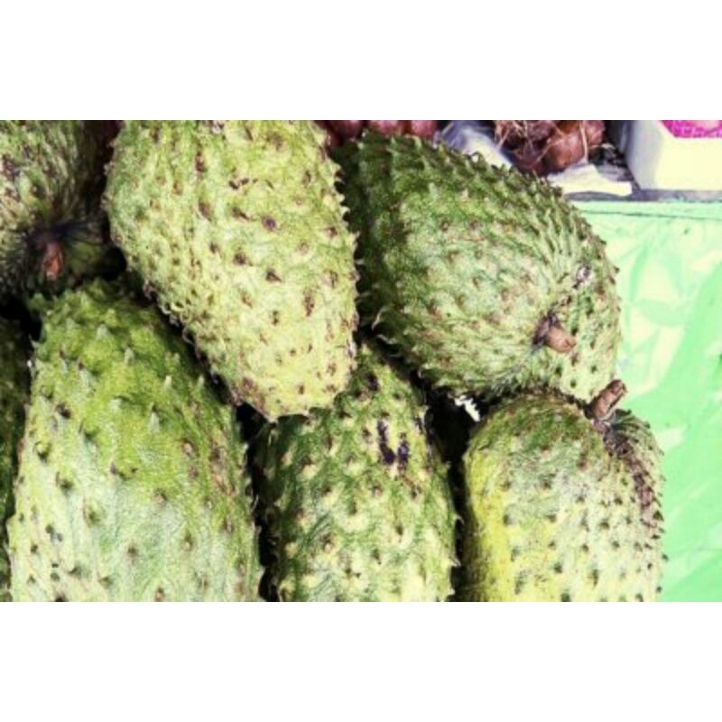 Jual Buah sirsak / sirsak dan alpukat mentega | Shopee Indonesia