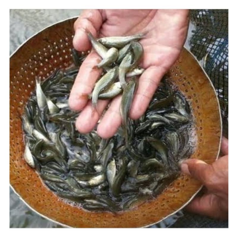 Jual ikan Nilem terapi (3-6 cm) | Shopee Indonesia