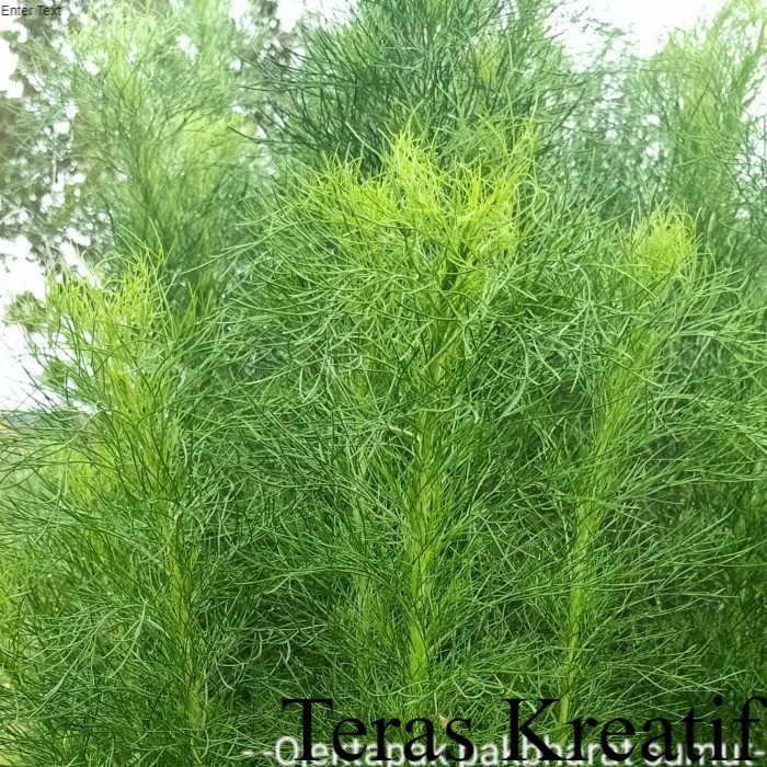 Jual Tanaman Adas Dill Elegant Feather Eupatorium capillifolium plant ...