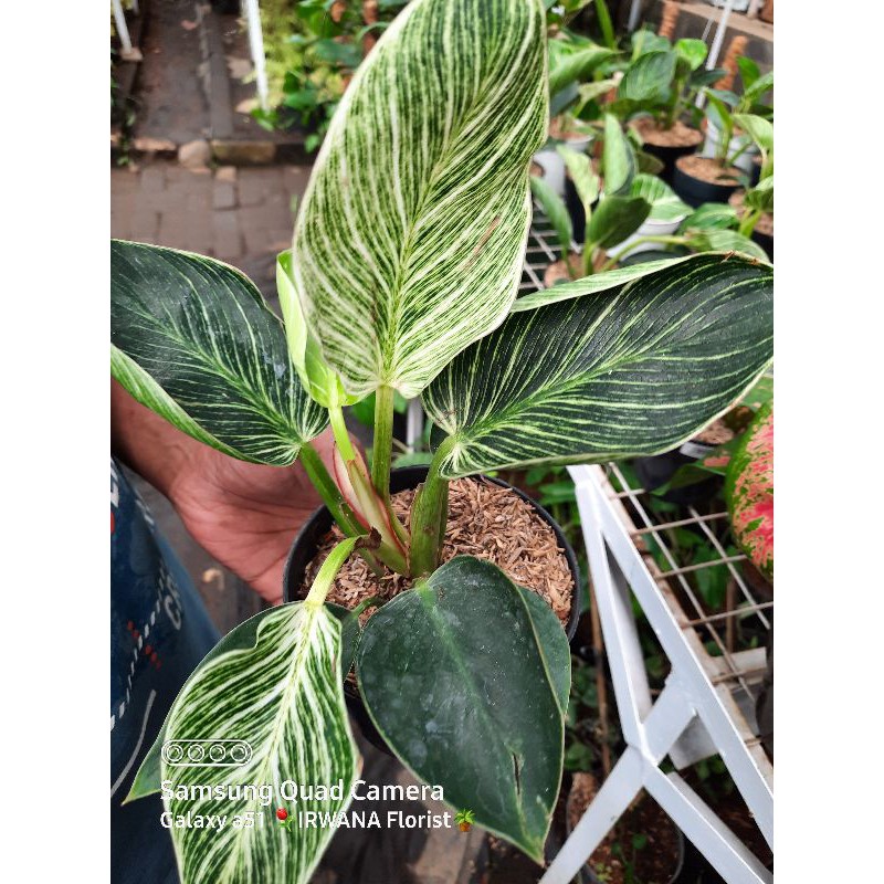 Jual Tanaman hias philo birkin | Shopee Indonesia