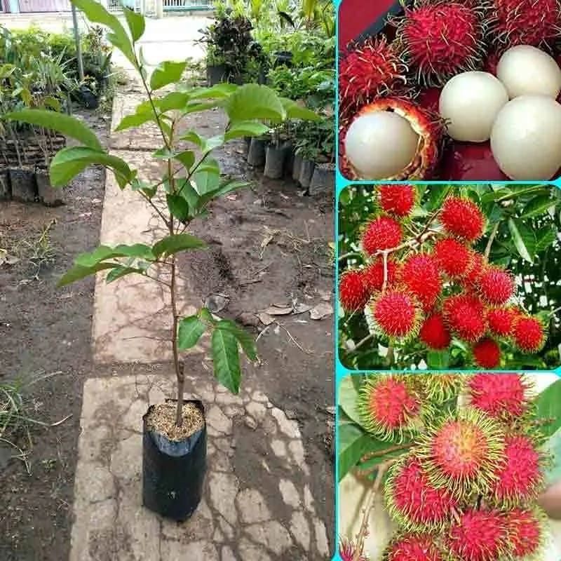 Jual Bibit rambutan binjai Terlaris | Shopee Indonesia