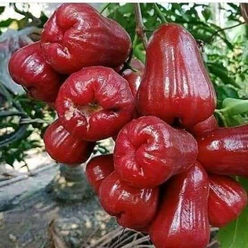 Jual Bibit jambu Air Red Taiwan Superunggul | Shopee Indonesia