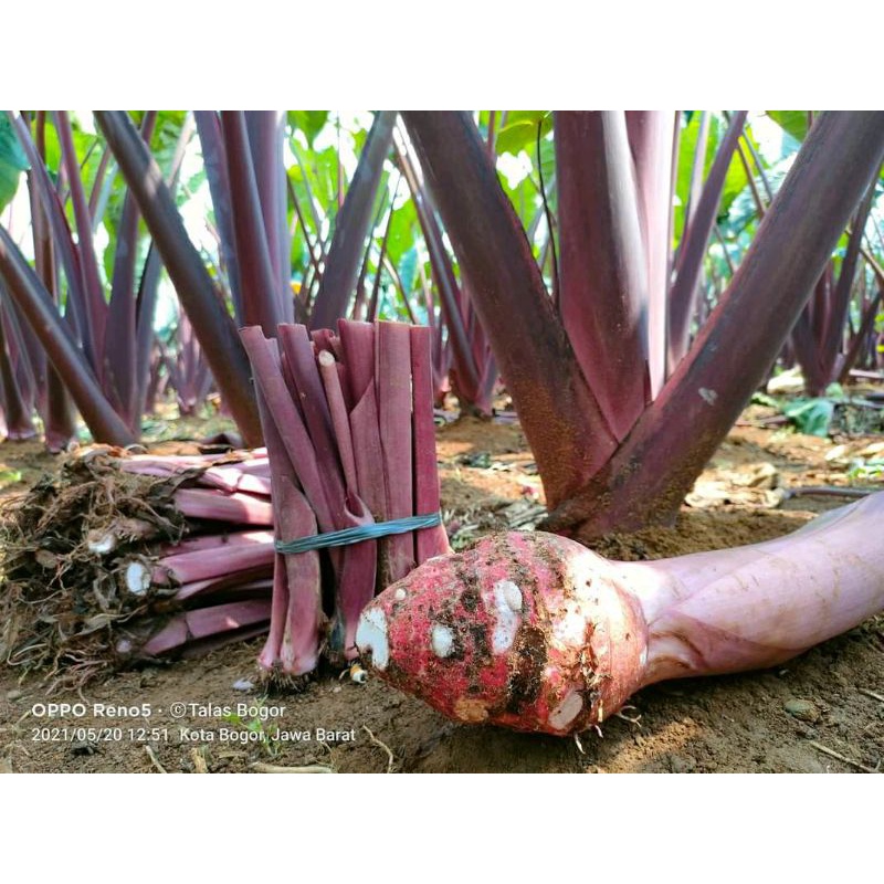 Jual bibit umbi talas ungu super siap tanam | Shopee Indonesia