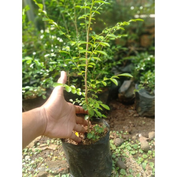 Jual Bibit kemuning jepang cangkok 30-50cm | Shopee Indonesia