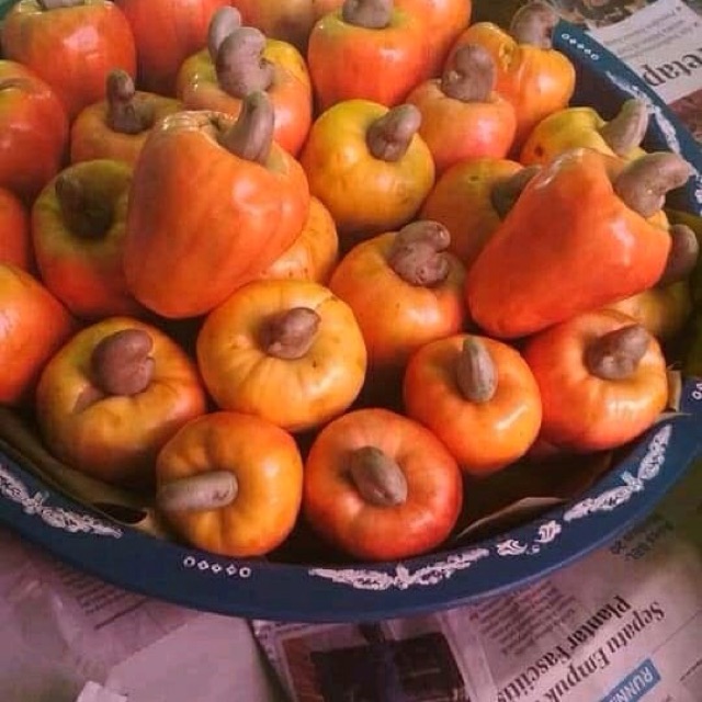 Jual Jambu monyet / jambu mete | Shopee Indonesia