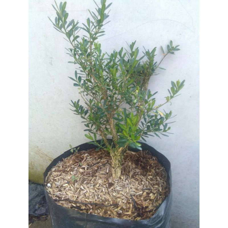 Jual bahan bonsai boksus | Shopee Indonesia