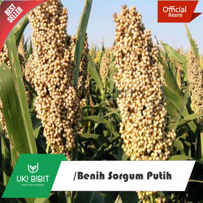 Jual PROMO ( 100 Gram ) Benih Sorgum Putih | Sorghum | Shopee Indonesia