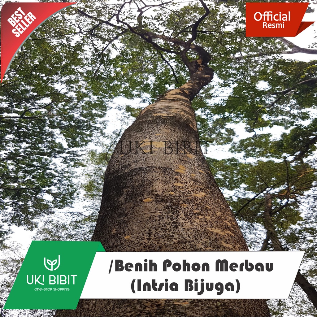 Jual ( 1 Butir ) Benih Biji Merbau | Intsia Bijuga | Shopee Indonesia