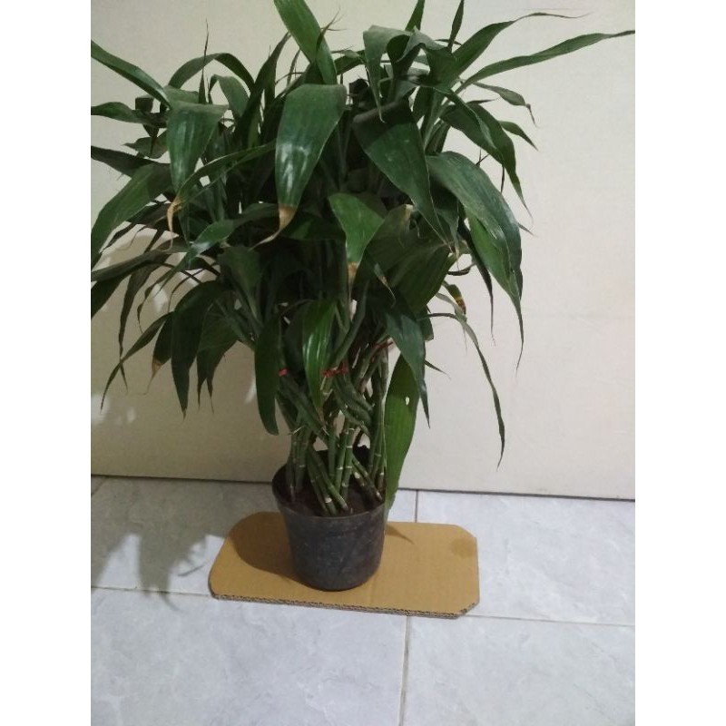 Jual bambu. anyam | Shopee Indonesia