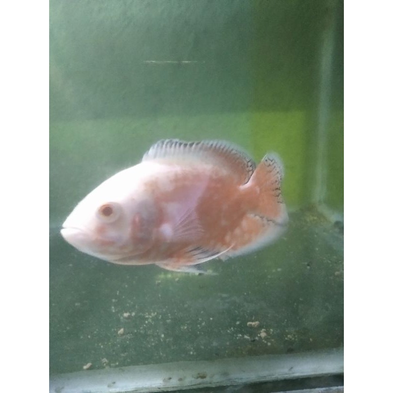 Jual ikan Oscar albino import | Shopee Indonesia
