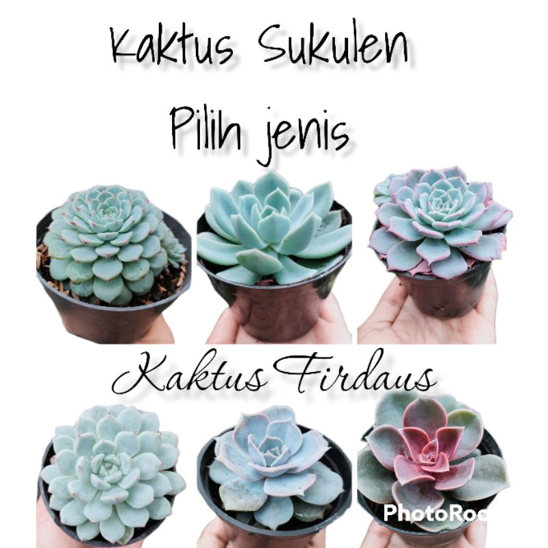 Jual Sukulen Kaktus GRATIS POT Bebas Pilih Jenis | Tanaman Hias ...