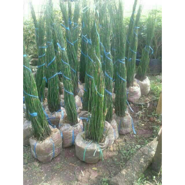 Jual Tanaman hias bambu air - Pohon bambu air | Shopee Indonesia