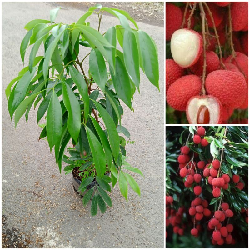 Jual BIBIT BUAH LECI KOM | Shopee Indonesia