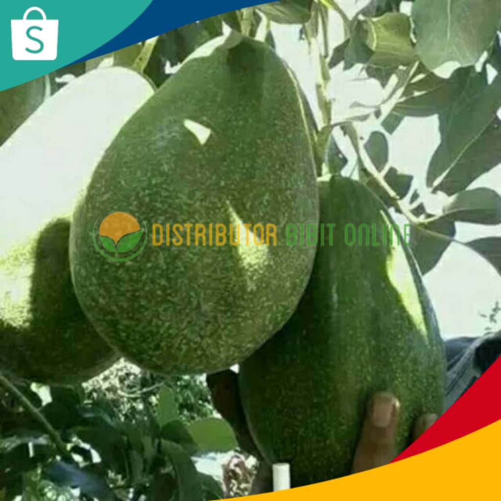 Jual Bibit Tanaman Alpukat Hawai Super Cepat Berbuah | Shopee Indonesia