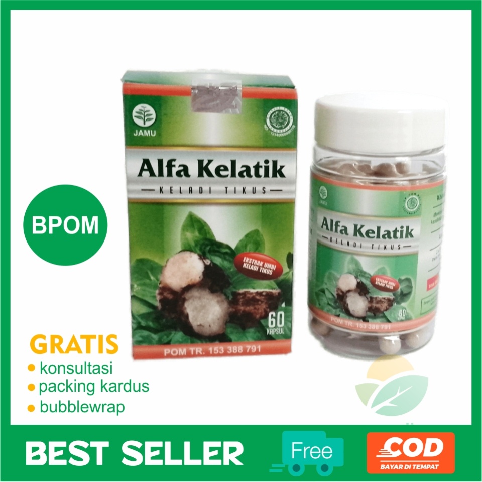 Jual Keladi Tikus / Alfa Kelatik Al Afiat - Obat Tumor / Obat Kanker ...